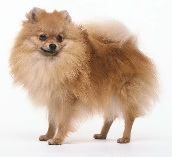 Breed Profile: Pomeranian | New York City Dog - Part 1