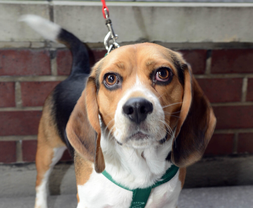 Kobe the Beagle | New York City Dog - Part 1