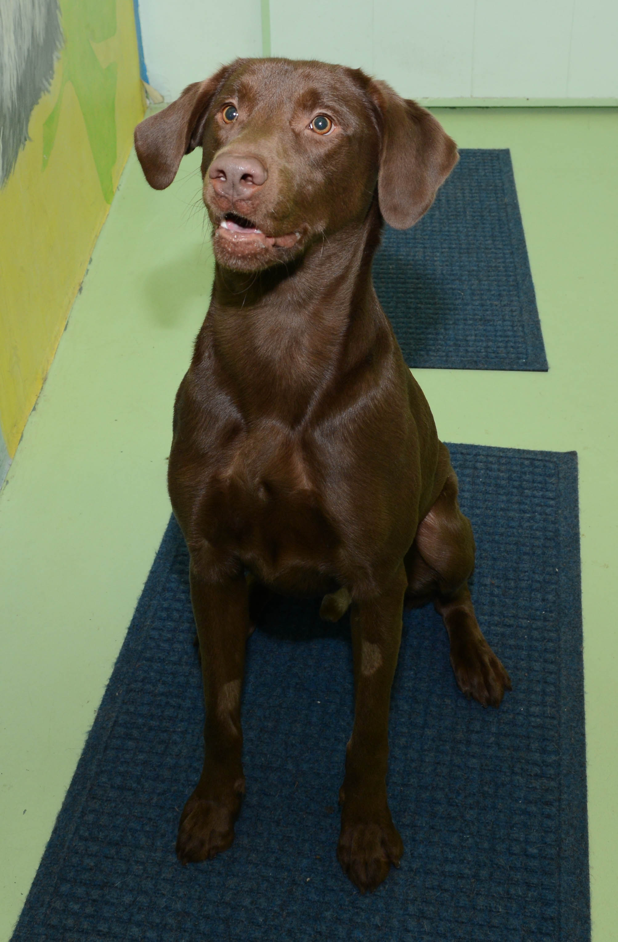 Charlie and the Chocolate Factory! | New York City Dog - Part 1