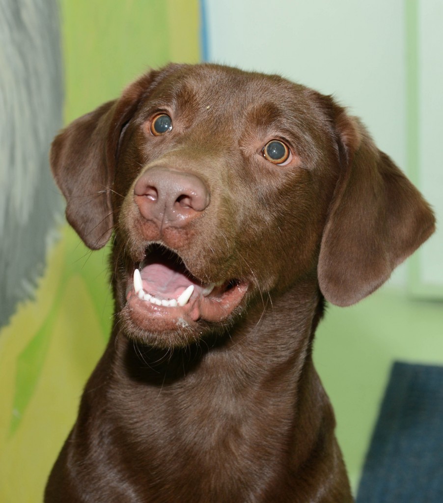 Charlie and the Chocolate Factory! | New York City Dog - Part 1