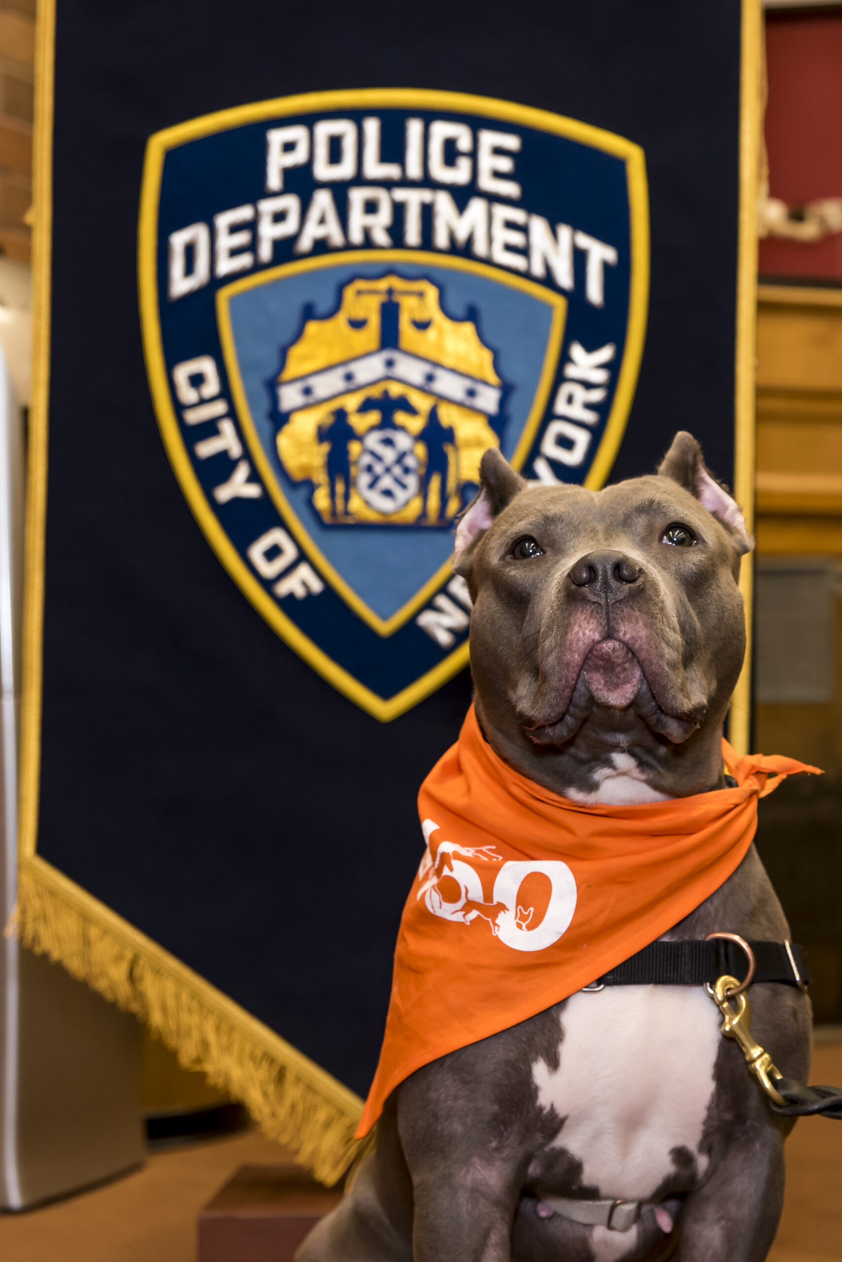 Zaza and Commissioner Bratton | New York City Dog - Part 1